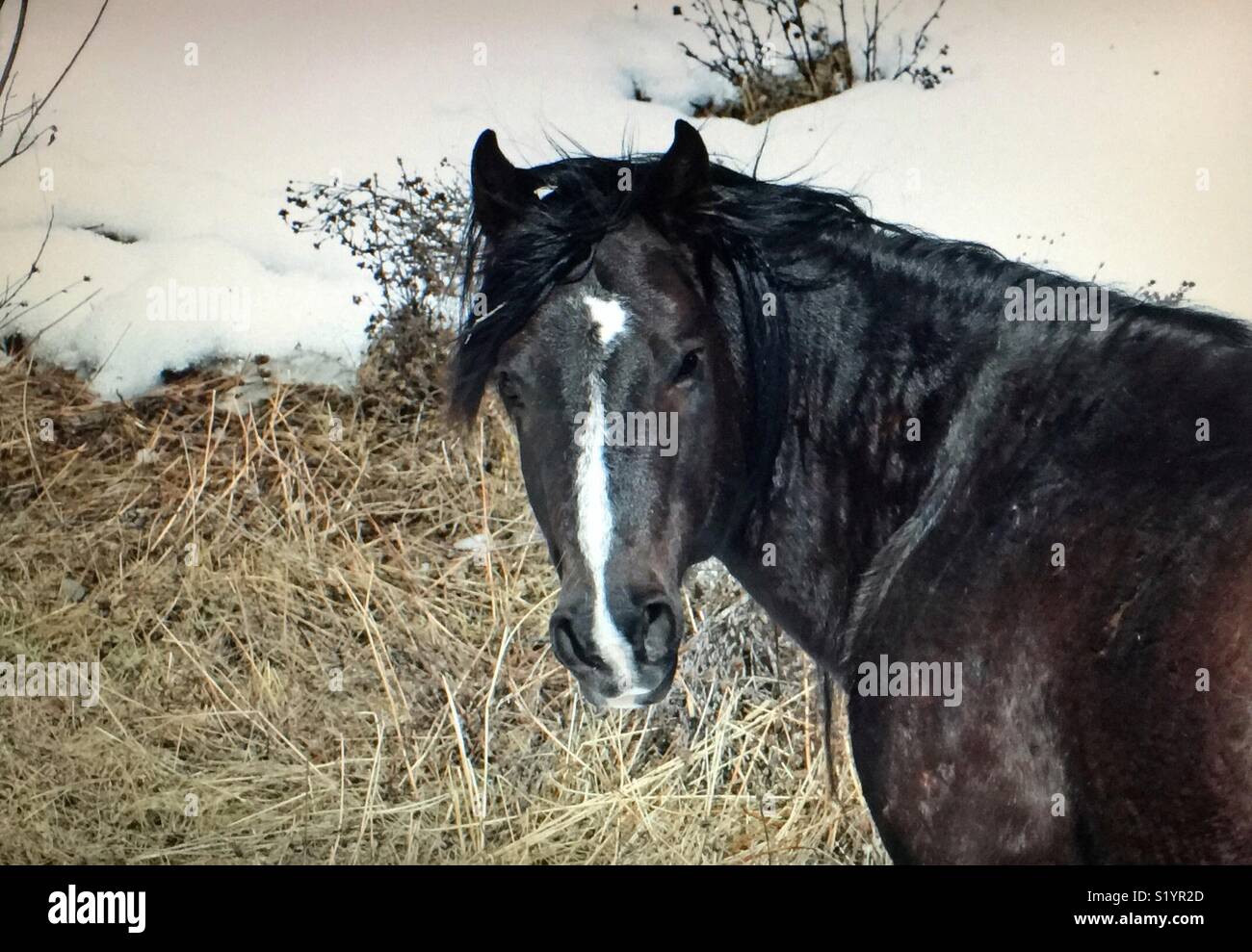 Wild horse wildlife hi-res stock photography and images - Alamy