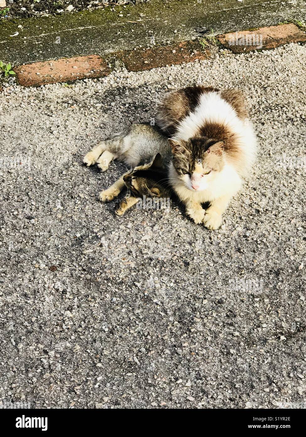 Cuddle time hi-res stock photography and images - Alamy