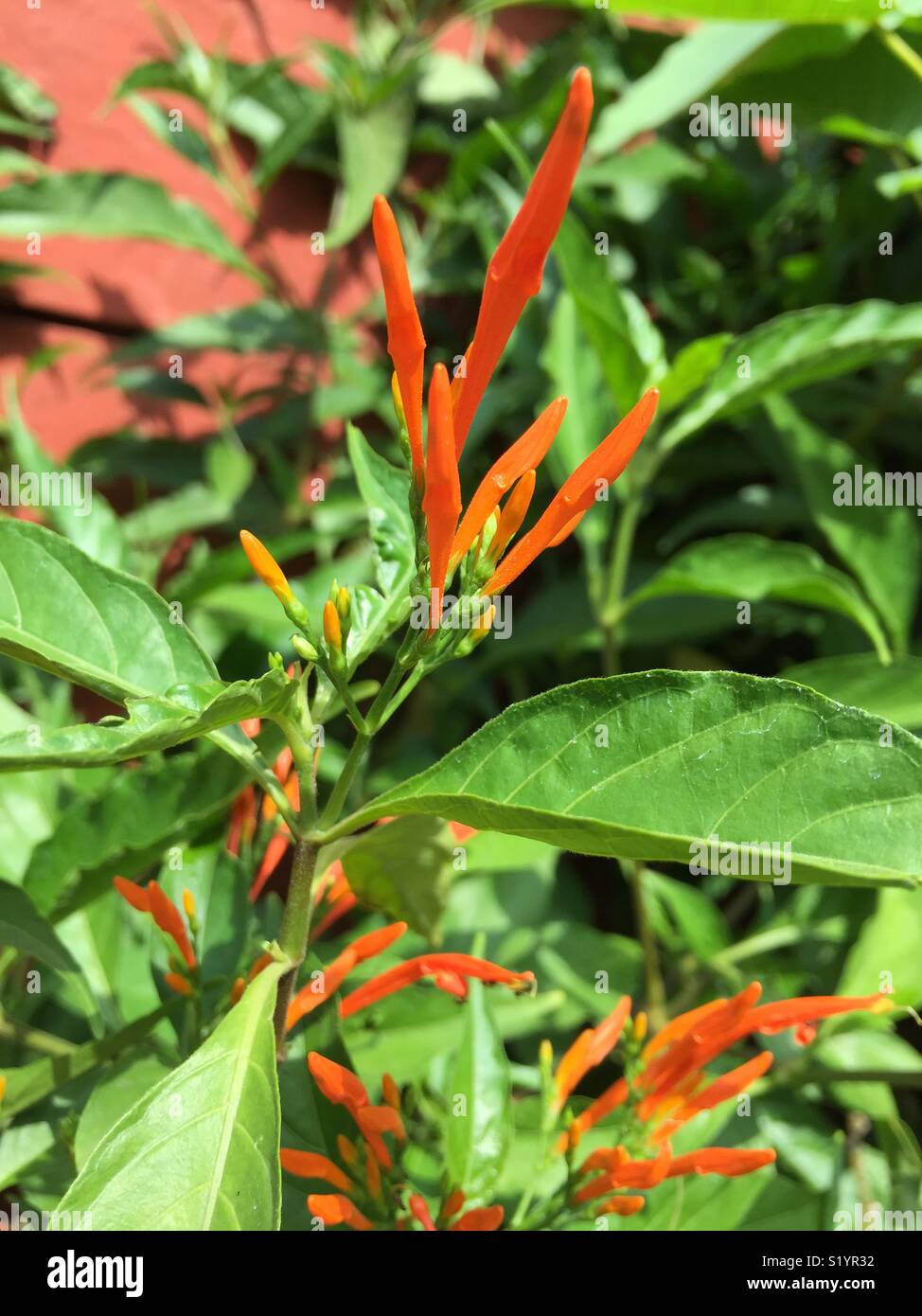 Chilli flower hi-res stock photography and images - Alamy