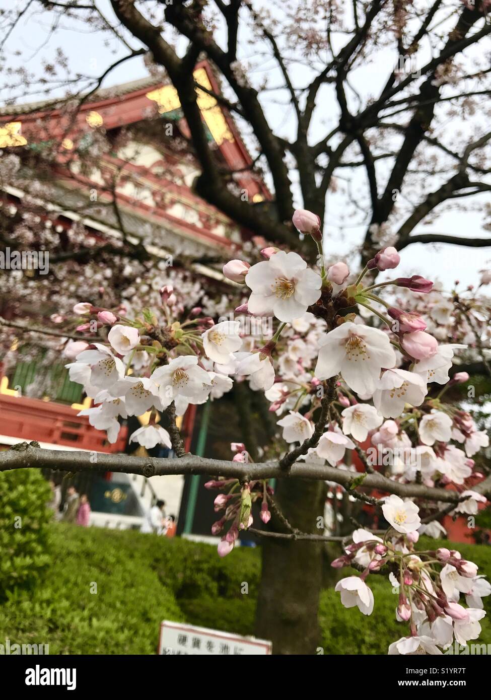 Pink temple tree hi-res stock photography and images - Alamy