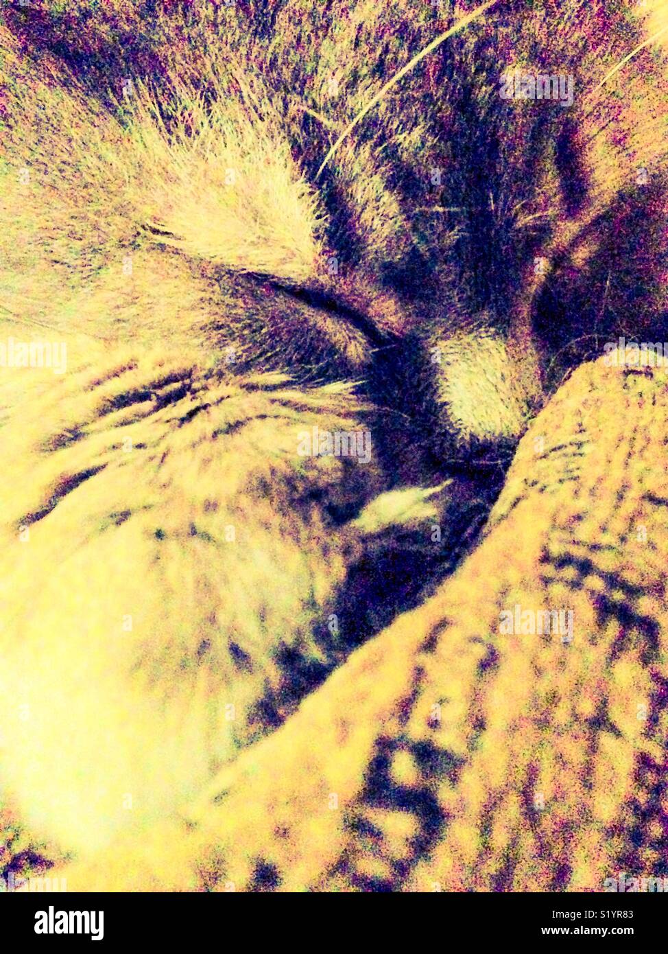 Kitty napping hi-res stock photography and images - Alamy