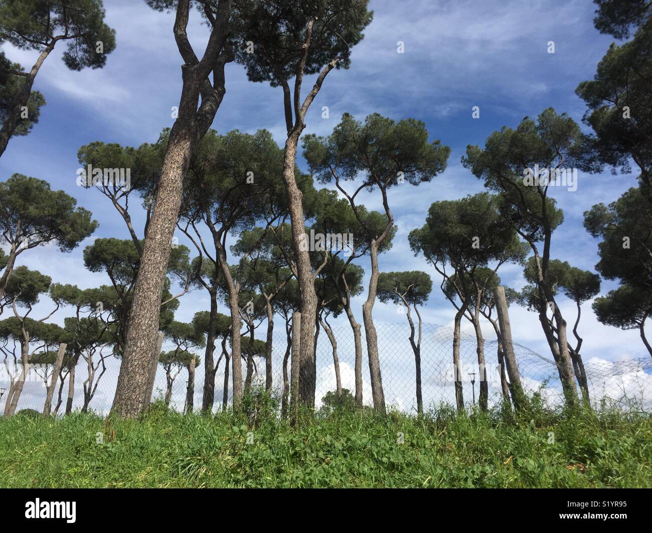 Roman pine tree hi-res stock photography and images - Alamy