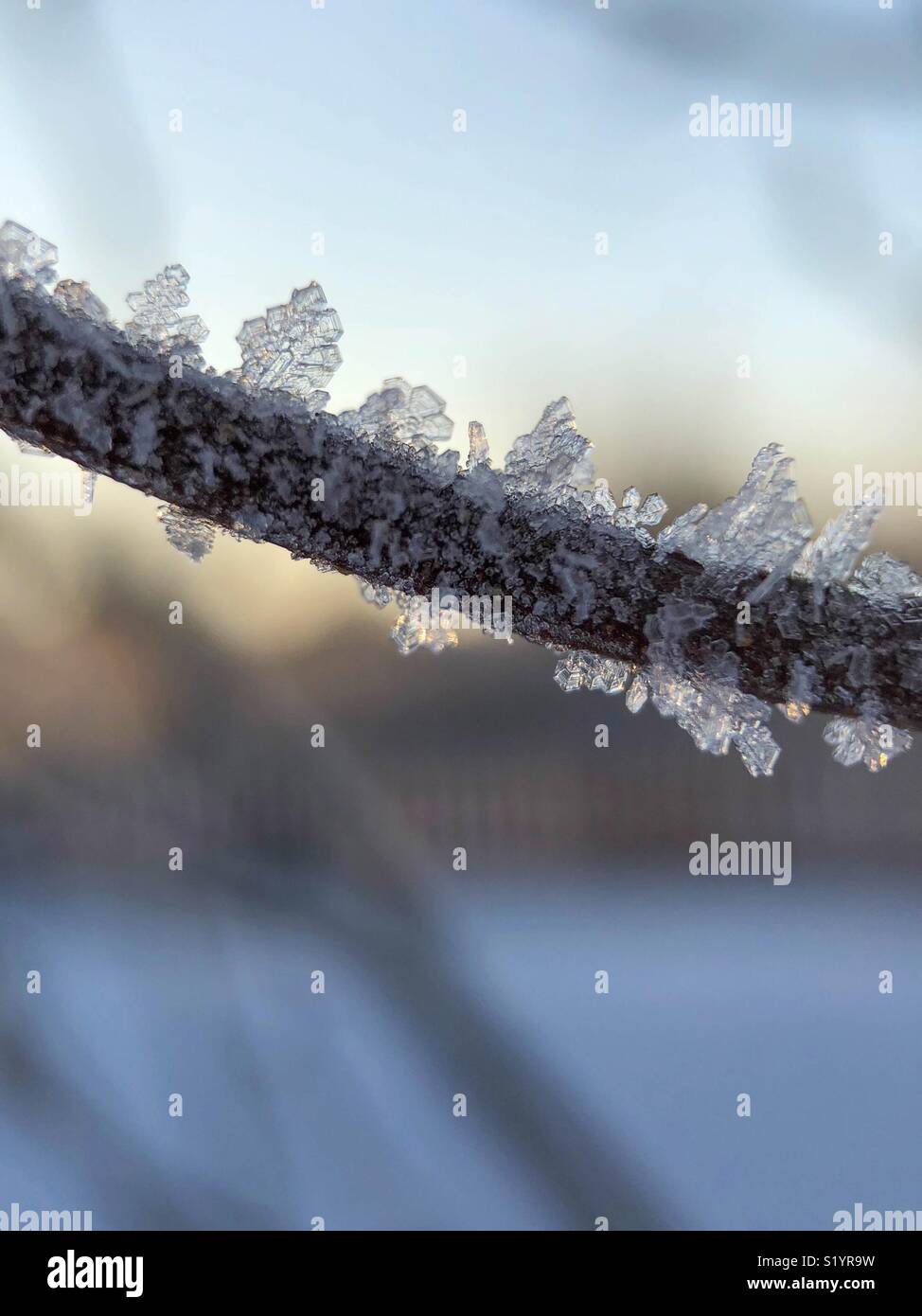 Ice crystals on tree branch Stock Photo - Alamy