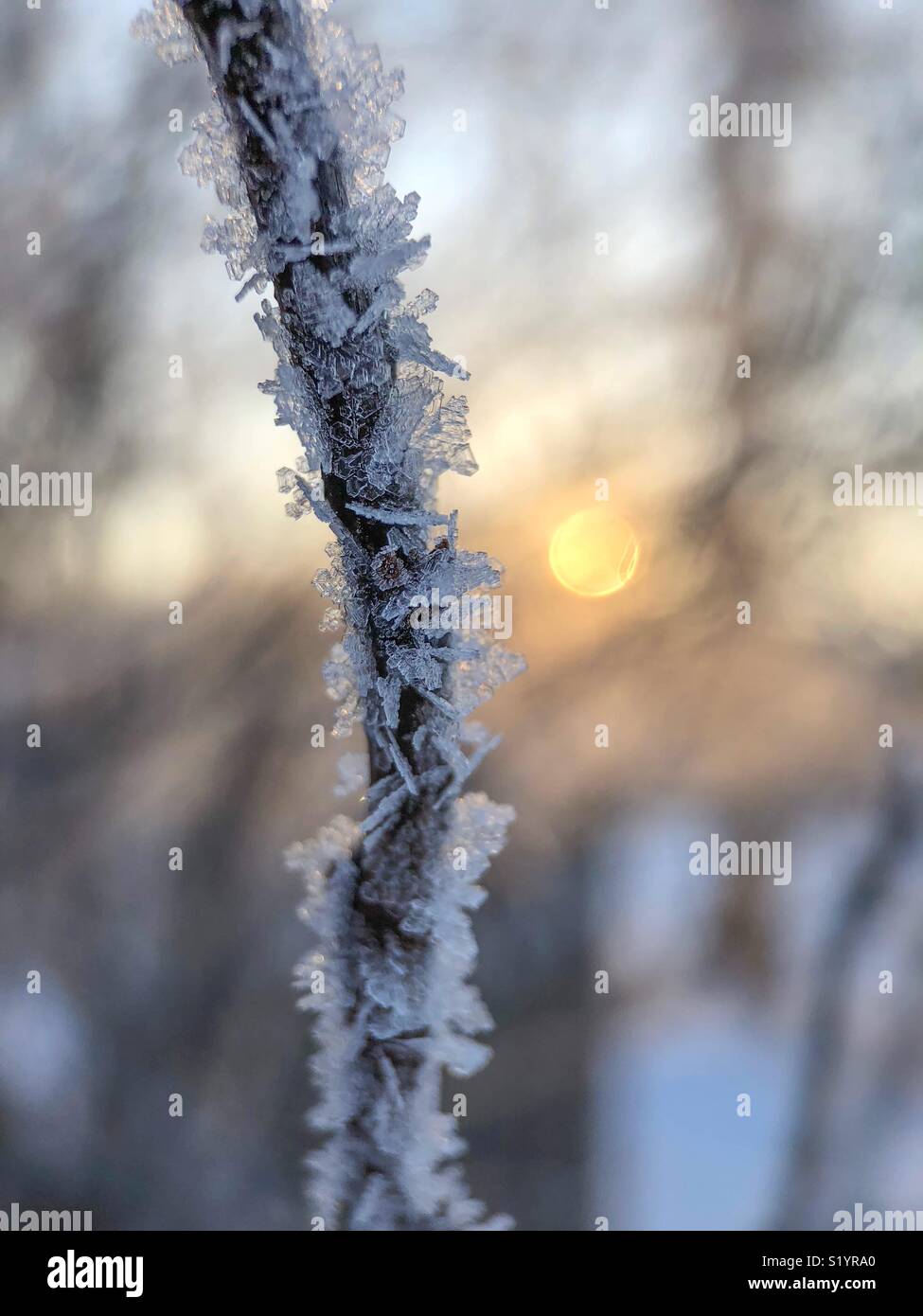 Ice crystals on tree branch Stock Photo - Alamy