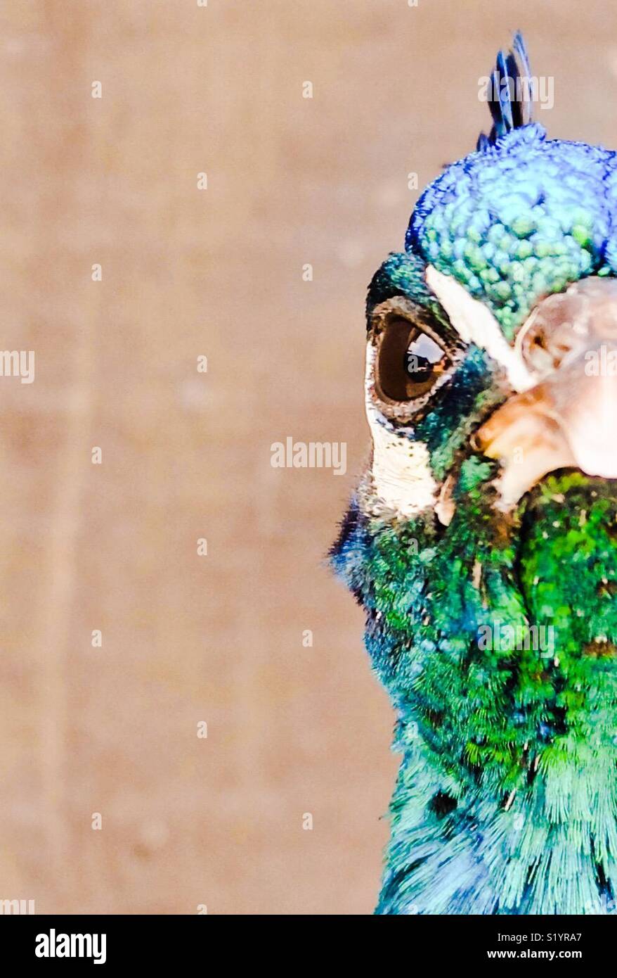 Peacock pride hi-res stock photography and images - Alamy