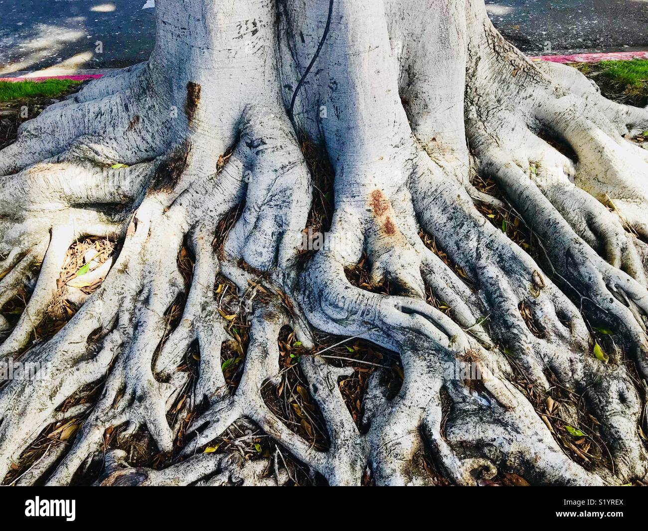 Trunk roots hi-res stock photography and images - Alamy