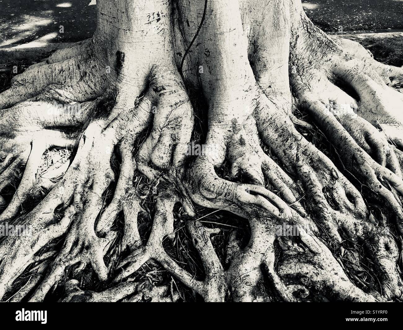 Lack of tree hi-res stock photography and images - Alamy