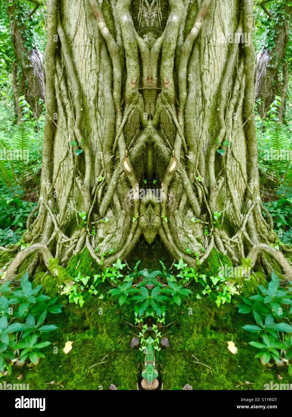 Knotted trunk hi-res stock photography and images - Alamy