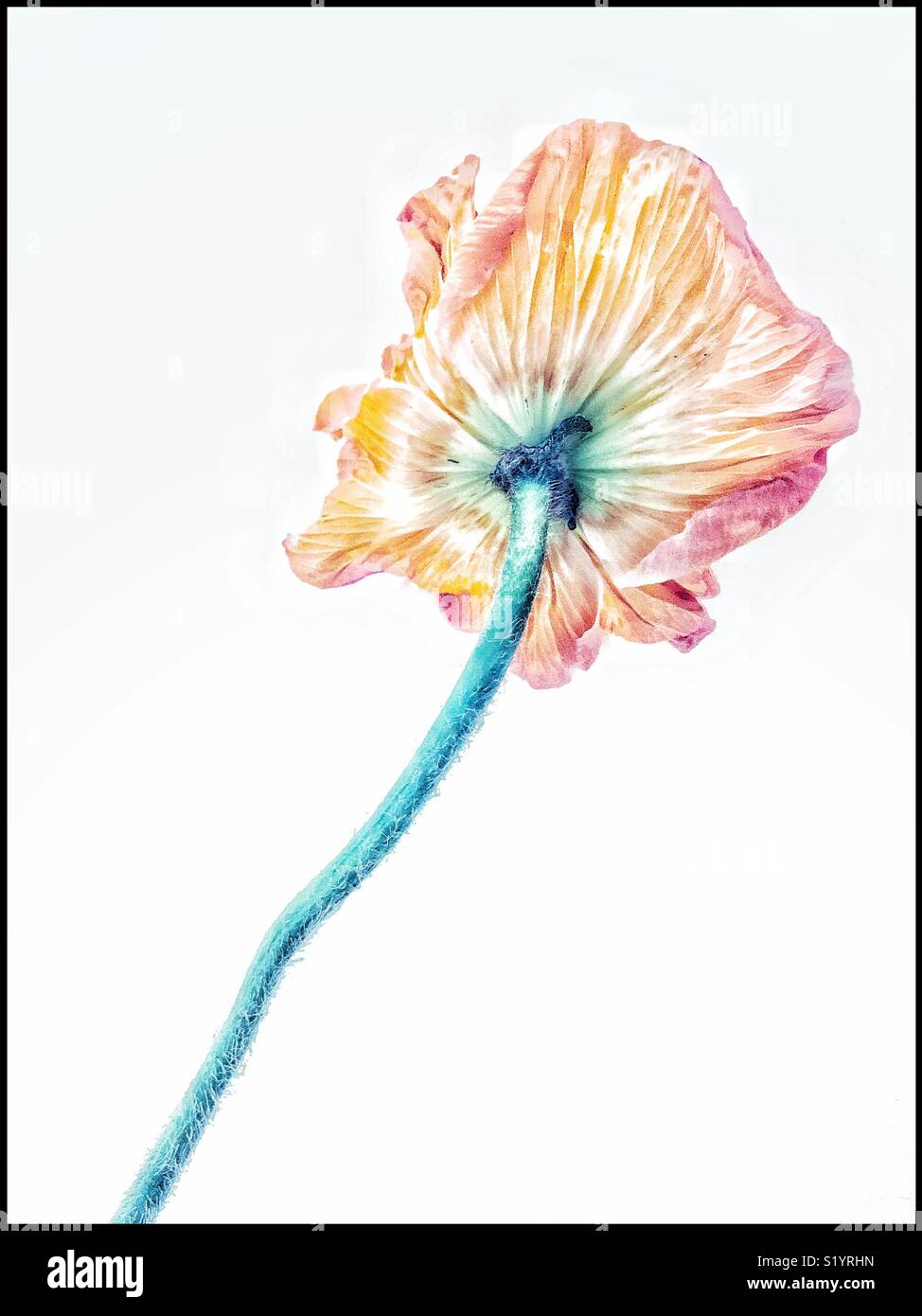 Faded poppy hi-res stock photography and images - Alamy