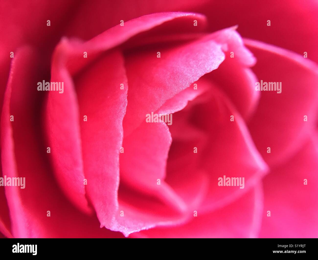 Camila flower hi-res stock photography and images - Alamy