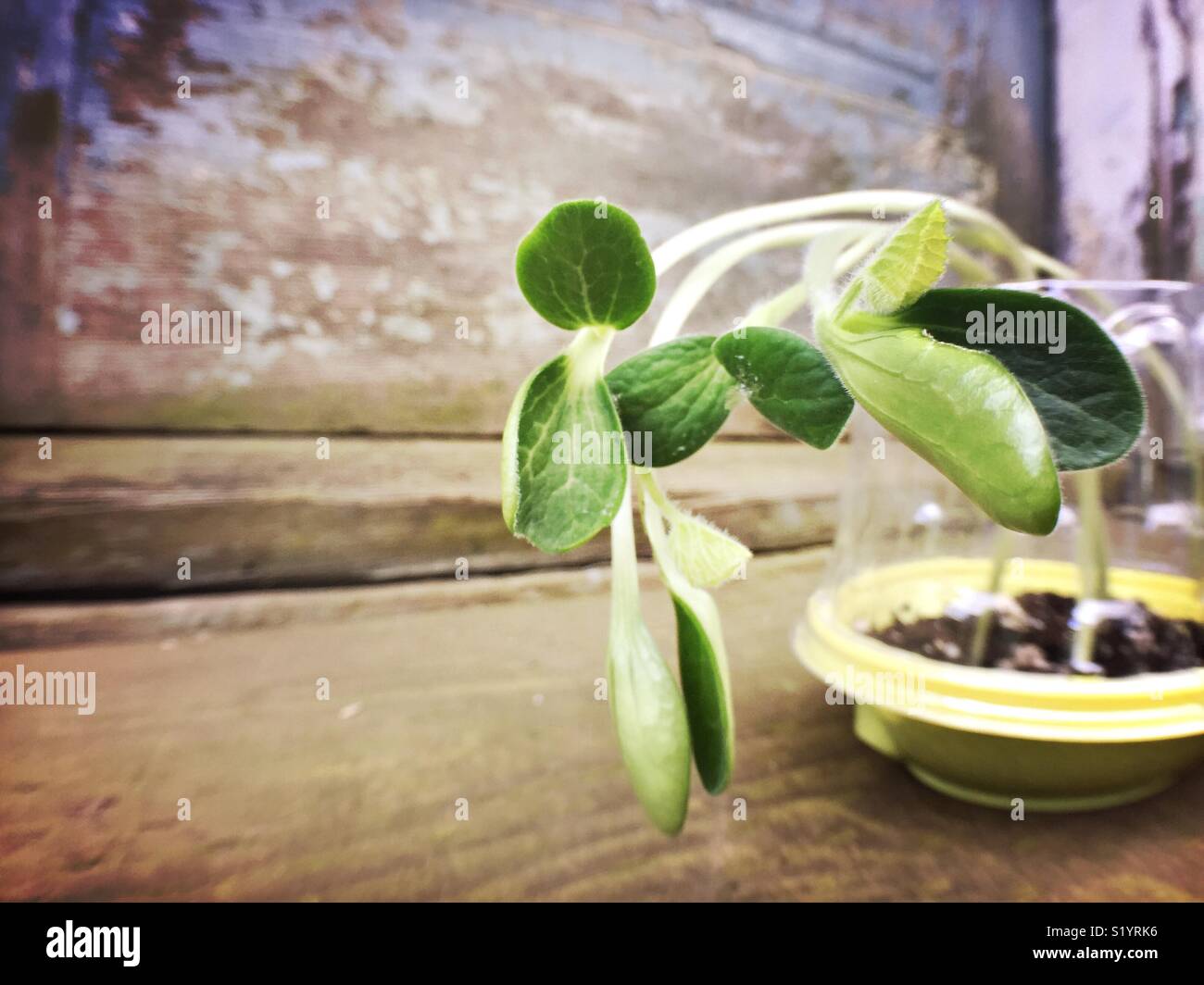 Barn Steps High Resolution Stock Photography and Images - Alamy
