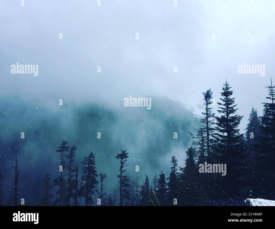 Snow Falling On Cedars High Resolution Stock Photography and Images - Alamy