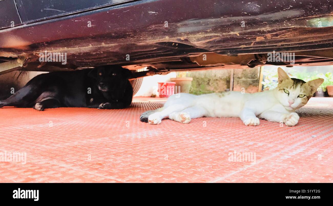 Dog under car hi-res stock photography and images - Alamy