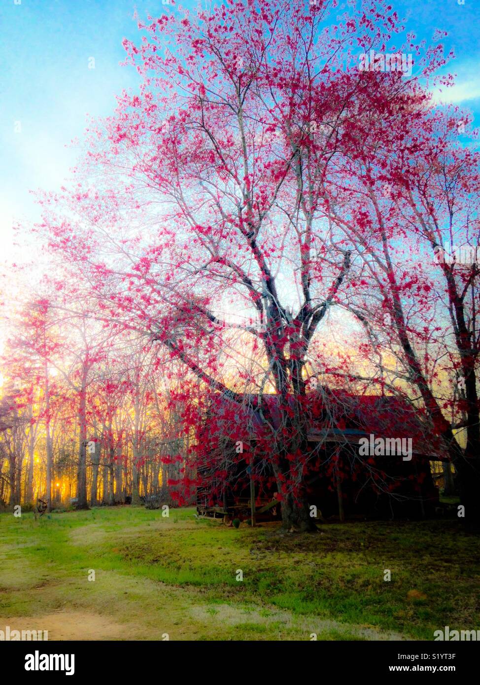 Red spring tree by old shed at sunset Stock Photo - Alamy