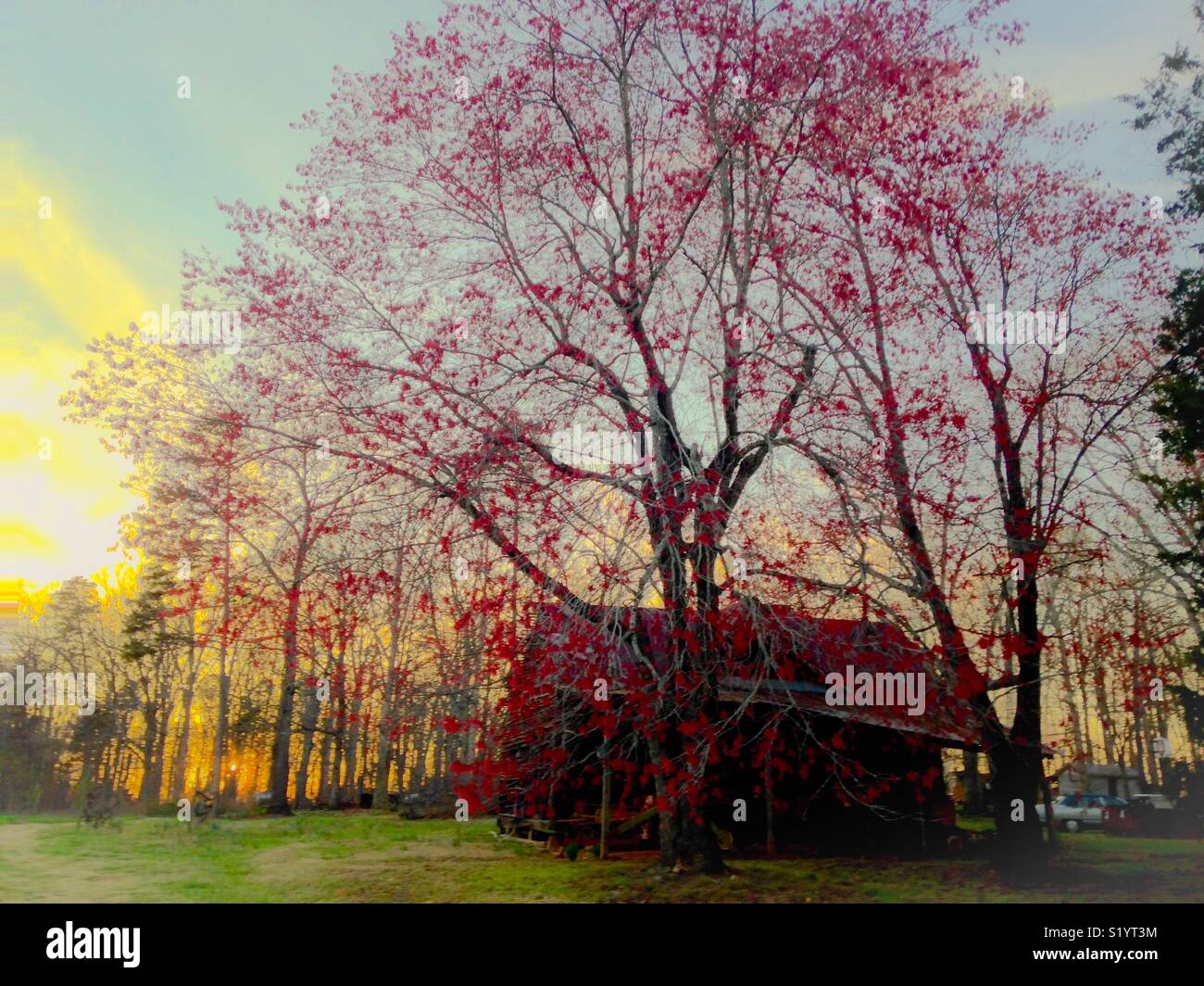 Yellow sunset glow with red spring tree by old shed Stock Photo - Alamy