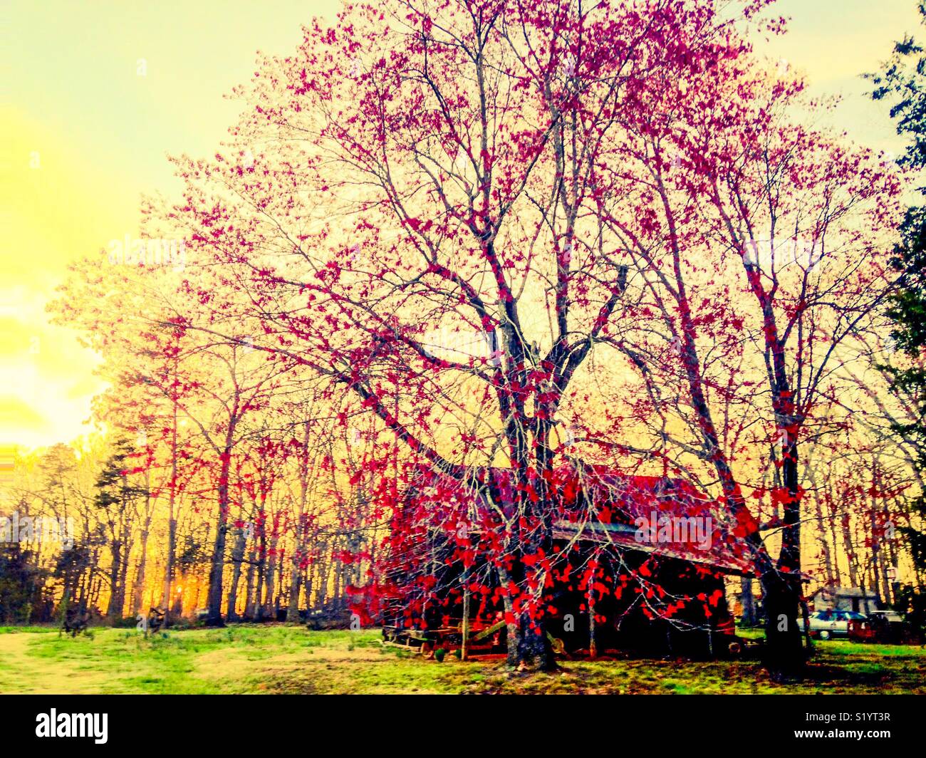 Old yellow tree hi-res stock photography and images - Alamy