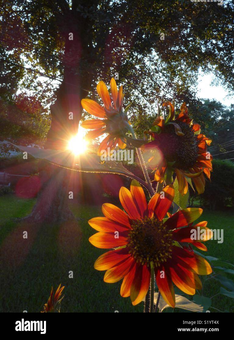 Sun between flowers Stock Photo - Alamy