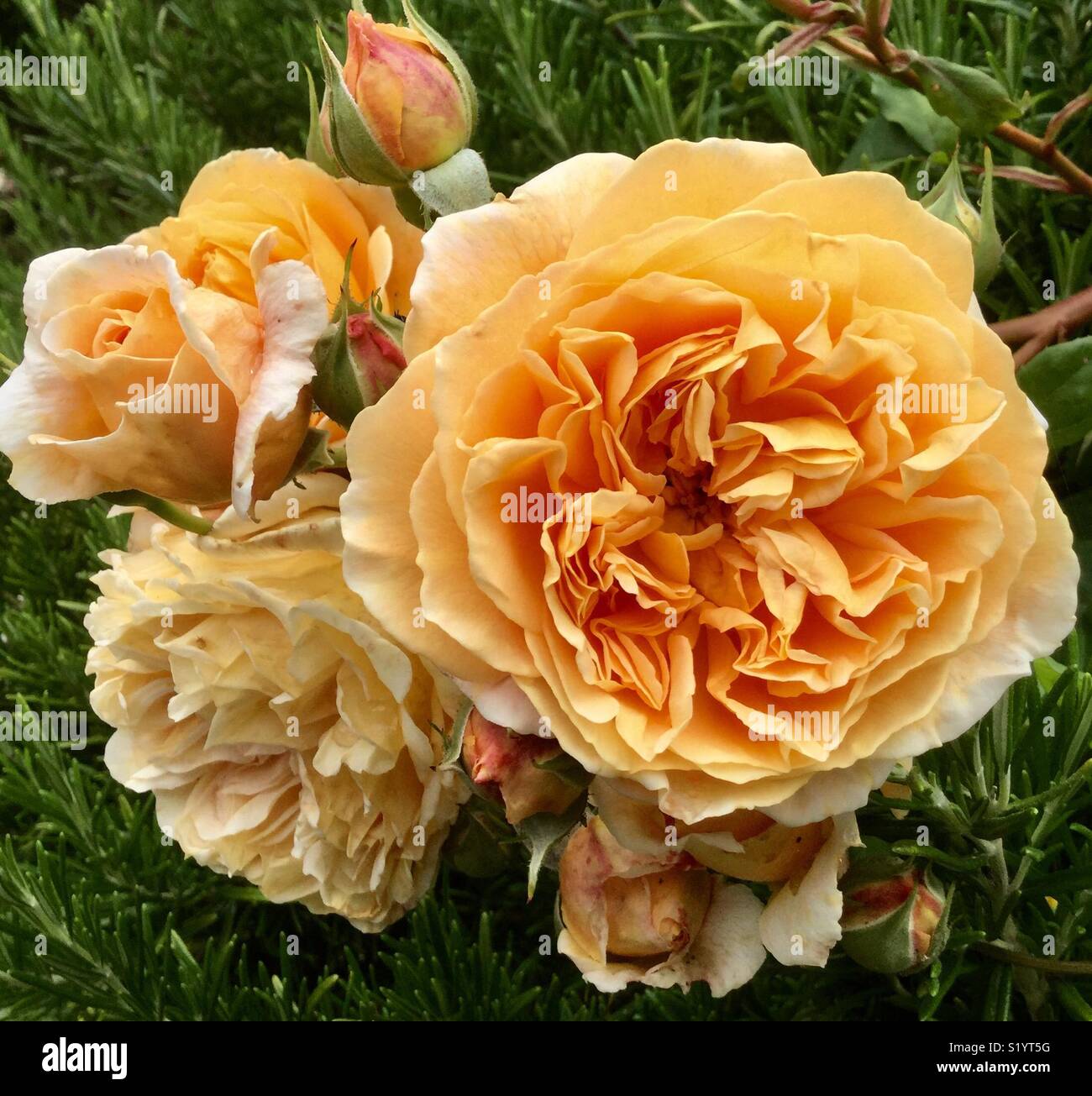 Golden yellow rose hi-res stock photography and images - Alamy