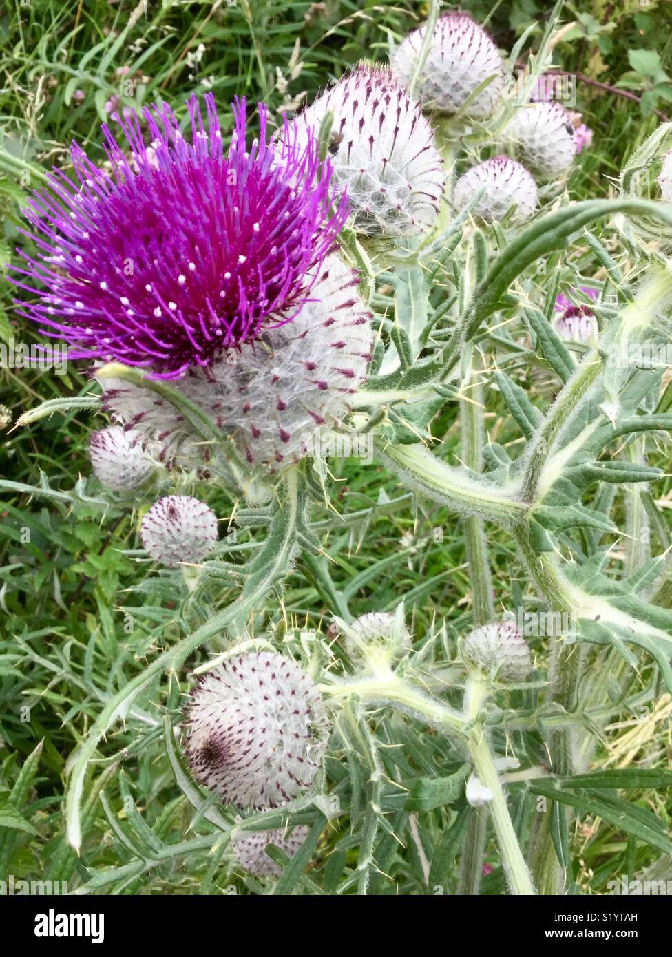 Prickly thistle stems hi-res stock photography and images - Alamy