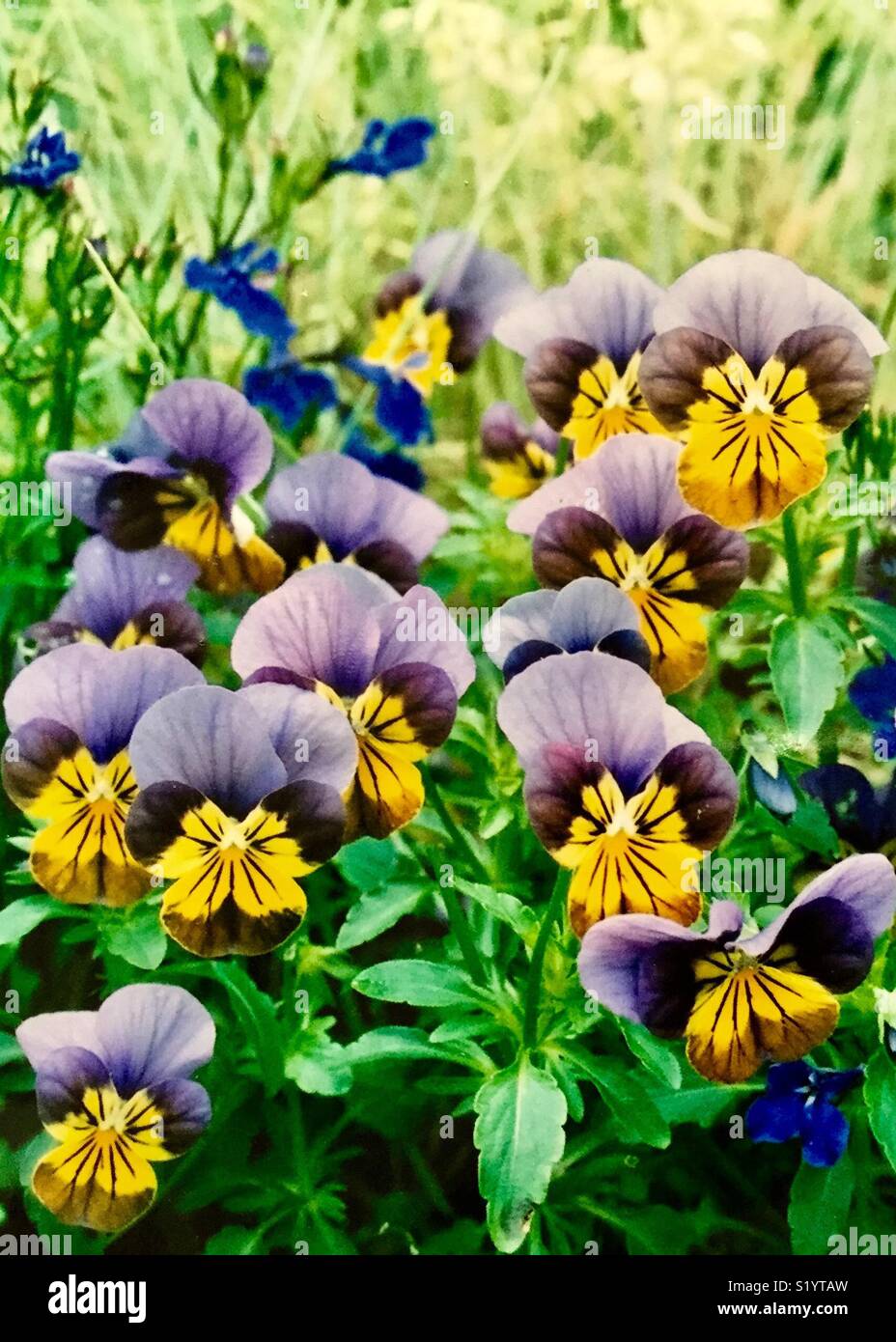 Yellow Violas High Resolution Stock Photography and Images - Alamy