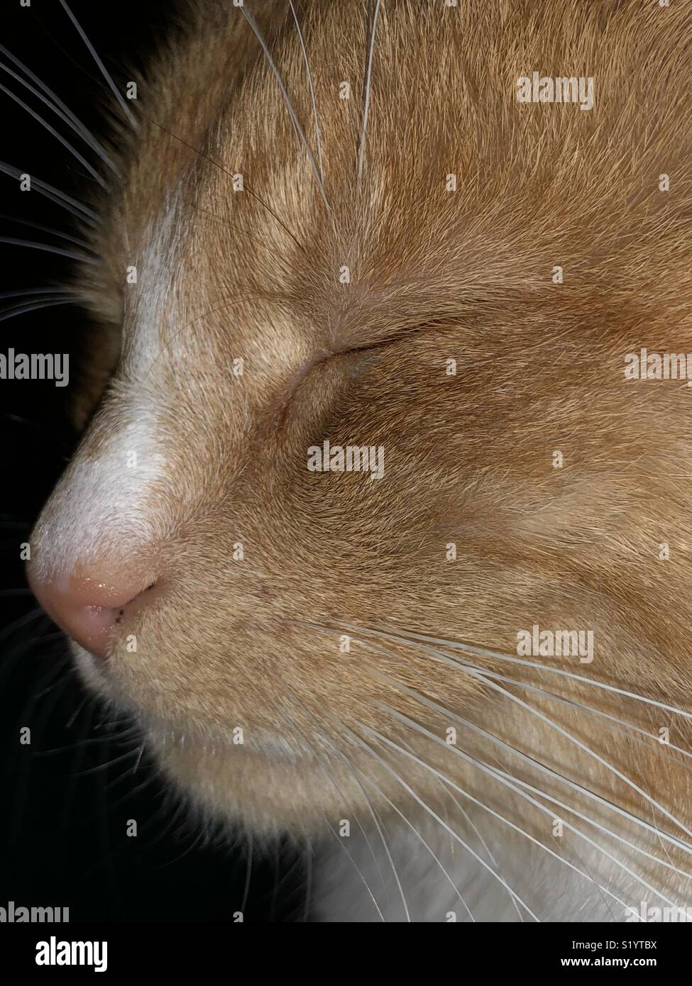 Side profile of ginger cat Stock Photo - Alamy