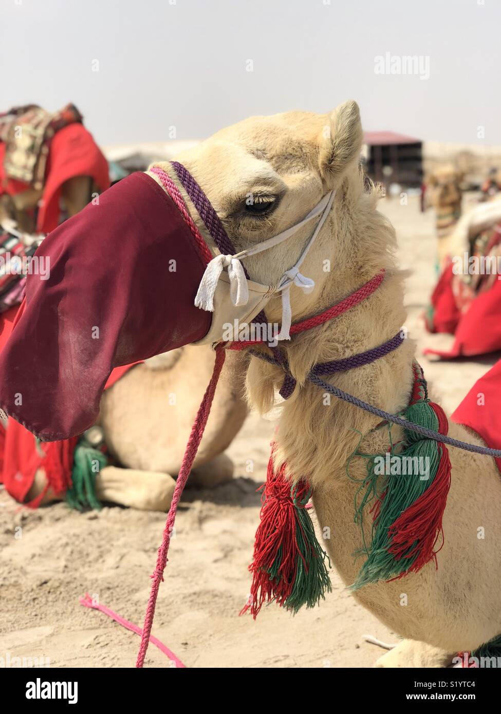 Egypt colors hi-res stock photography and images - Alamy