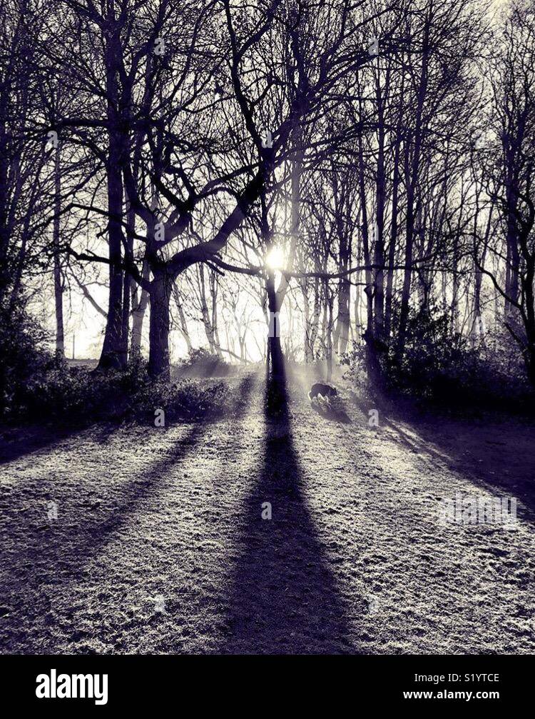 Fog dog hi-res stock photography and images - Alamy