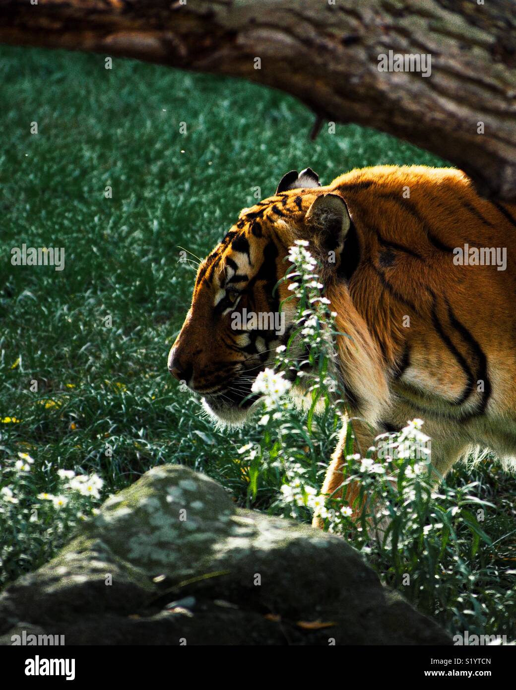 Tiger prey hi-res stock photography and images - Alamy