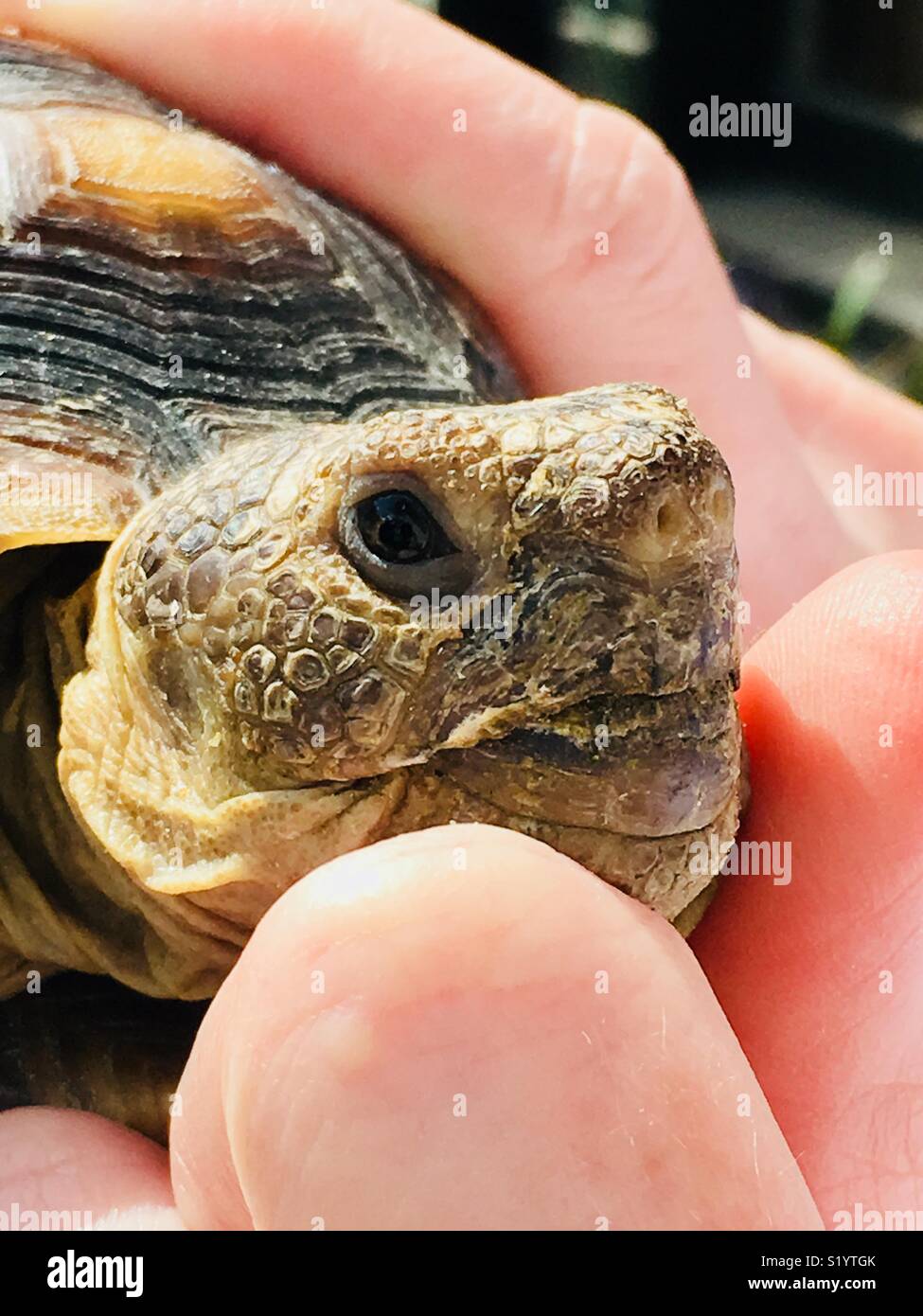 Endangered desert tortoise hi-res stock photography and images - Alamy