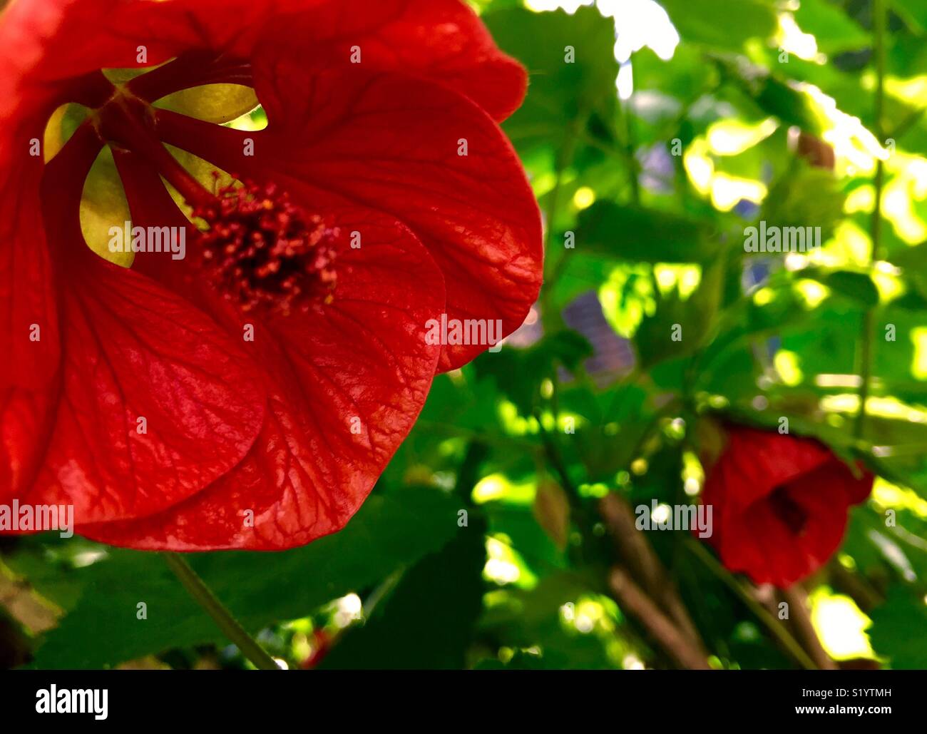 Rosy red flower hi-res stock photography and images - Alamy