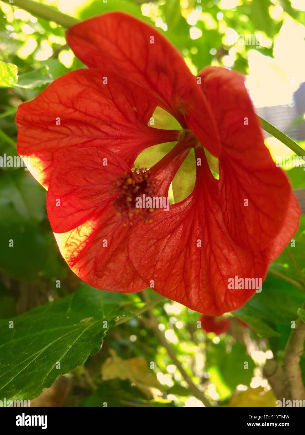 Flower piston hi-res stock photography and images - Alamy