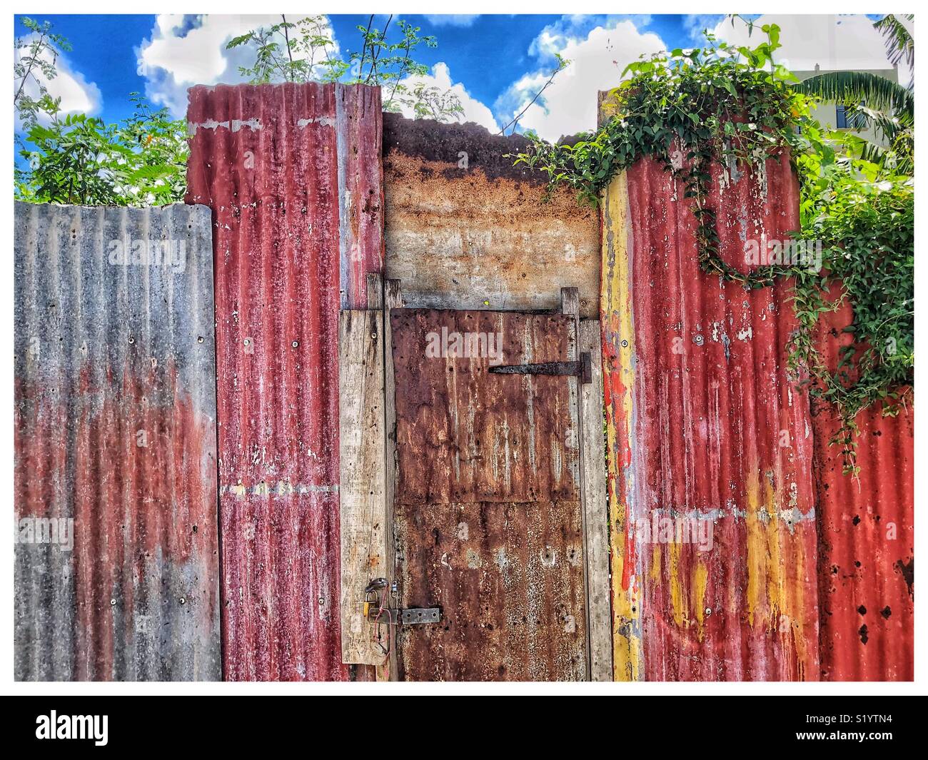 Colourful corrugated iron fencing & door with green foliage in ...