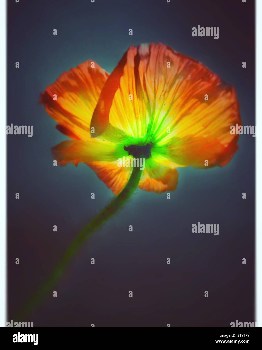 Colourful poppy on a dark background Stock Photo - Alamy