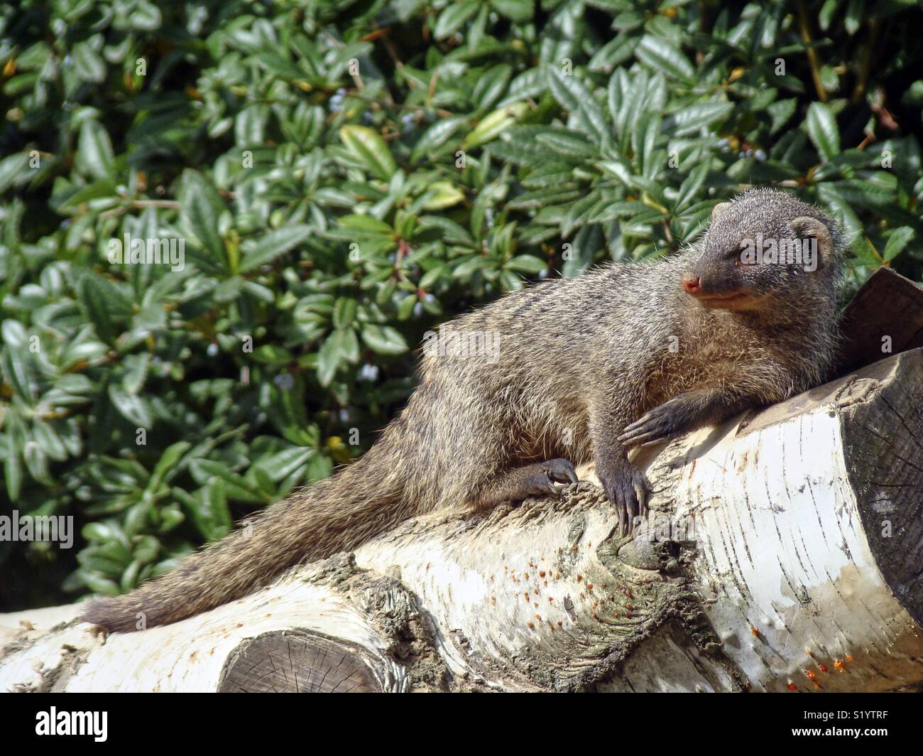 Mongoose side on hi-res stock photography and images - Alamy