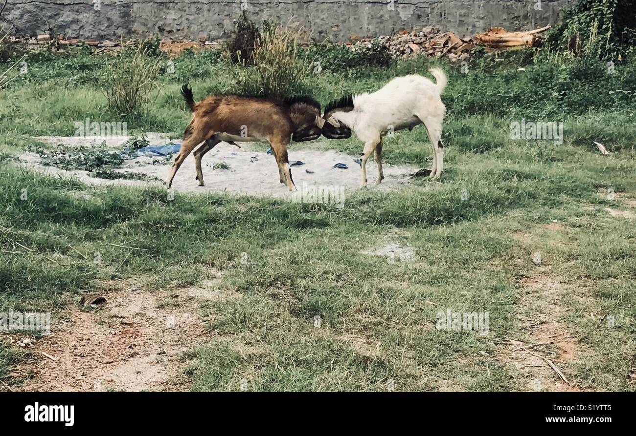 Two goats fight hi-res stock photography and images - Alamy