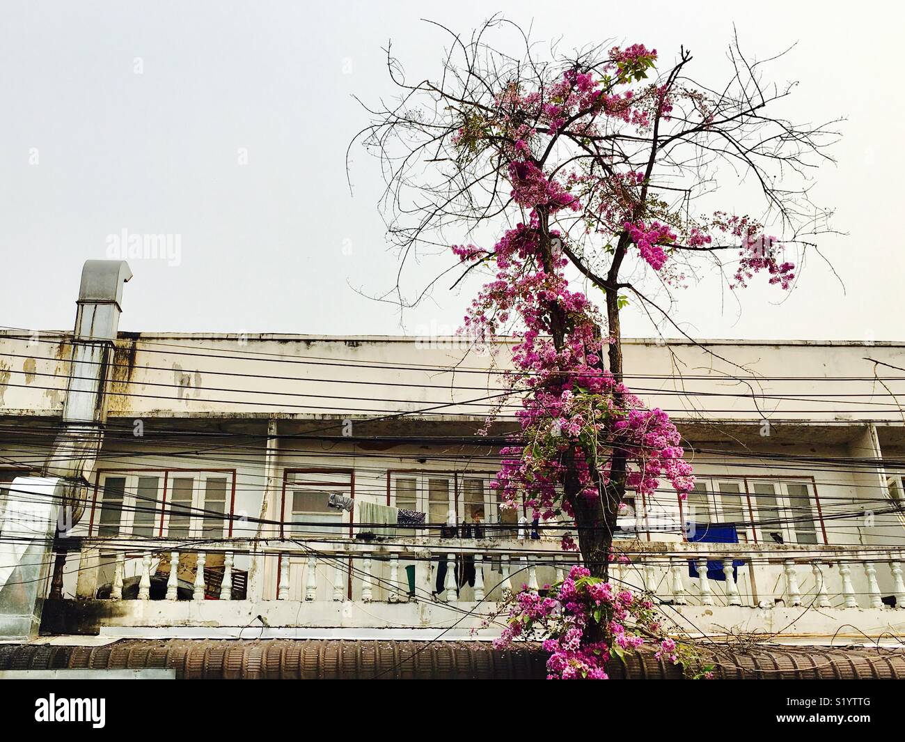 Building , Chiang Mai Stock Photo - Alamy