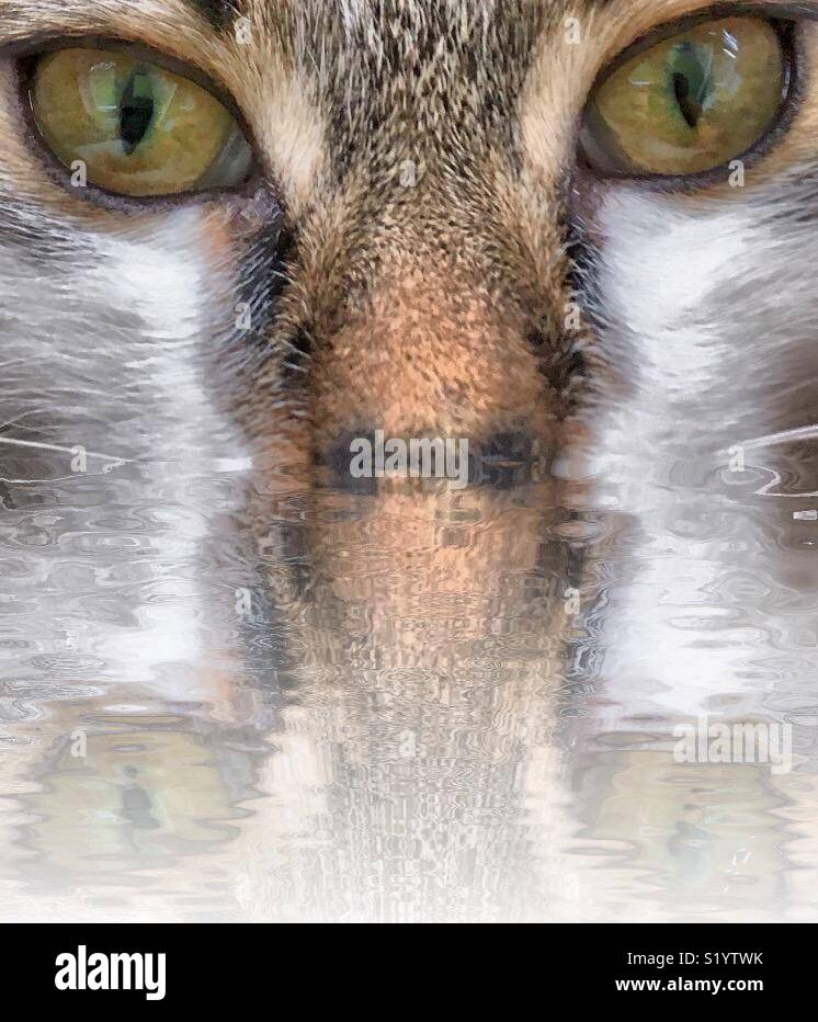 Cats eye effect hi-res stock photography and images - Alamy