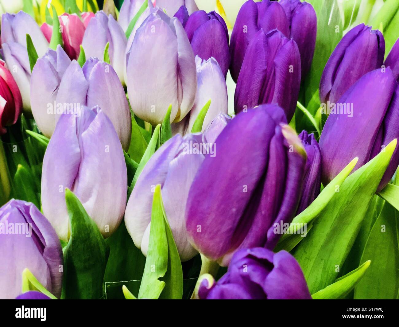 Romantic flowers hi-res stock photography and images - Alamy
