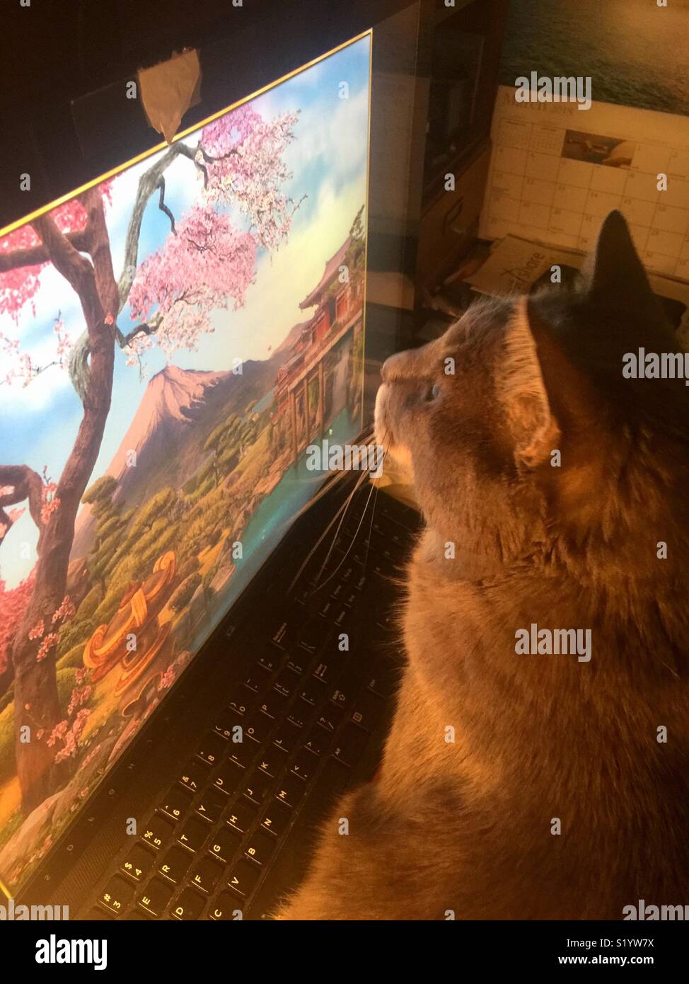 Cat computer screen hi-res stock photography and images - Alamy