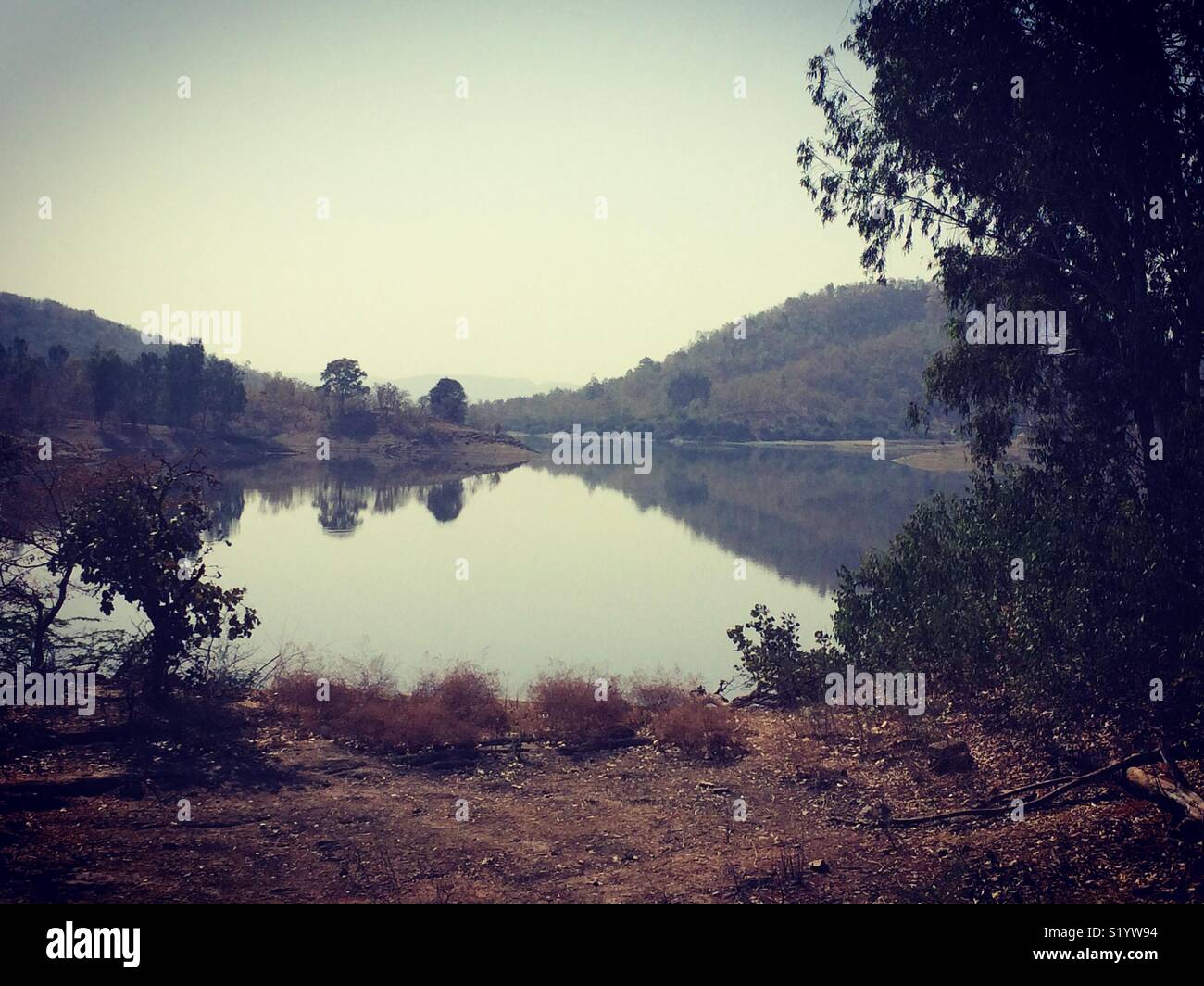 Forest of gujarat hi-res stock photography and images - Alamy