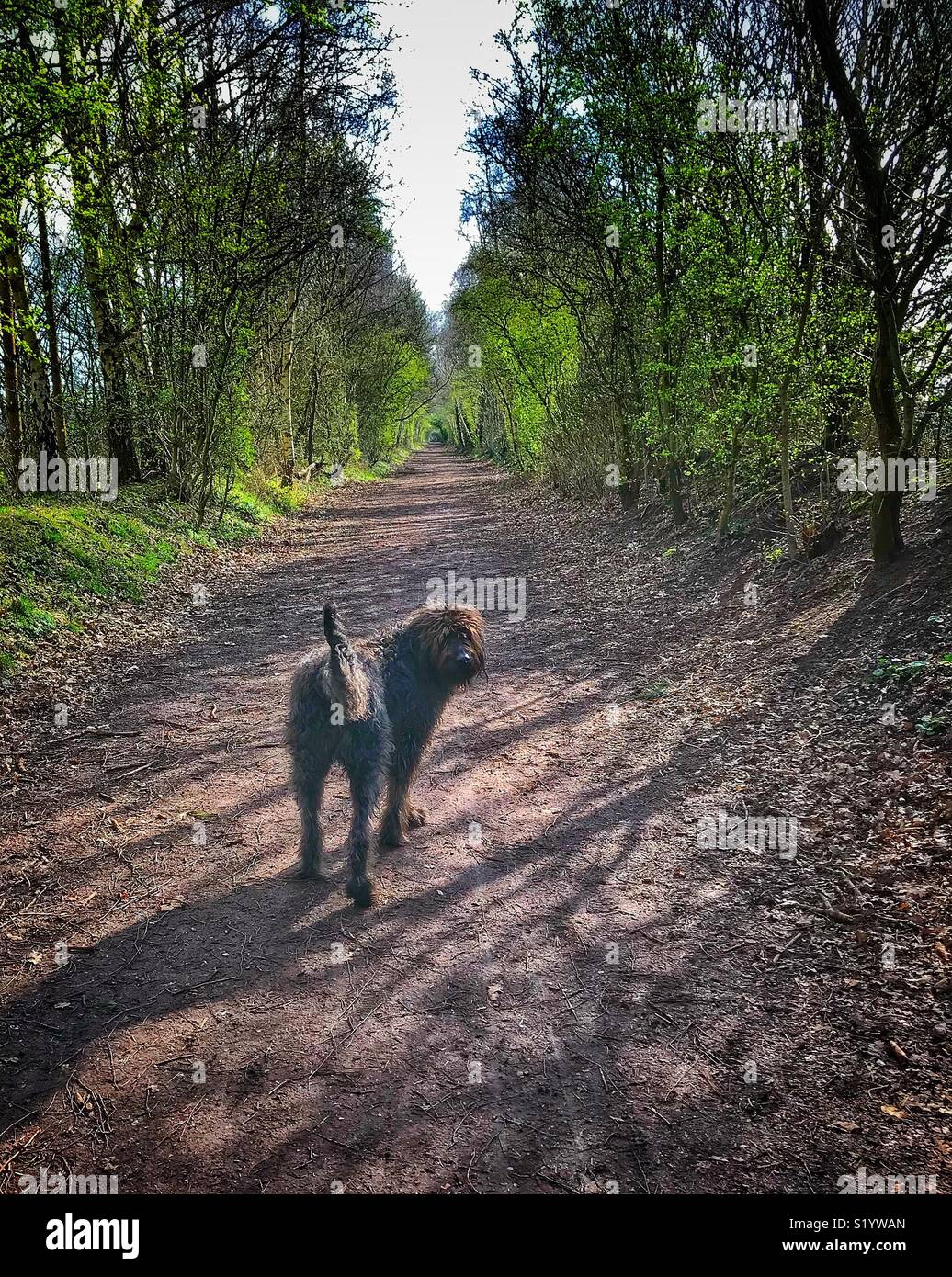 Black Labradoodle dog looking back at the camera along a tree lined ...