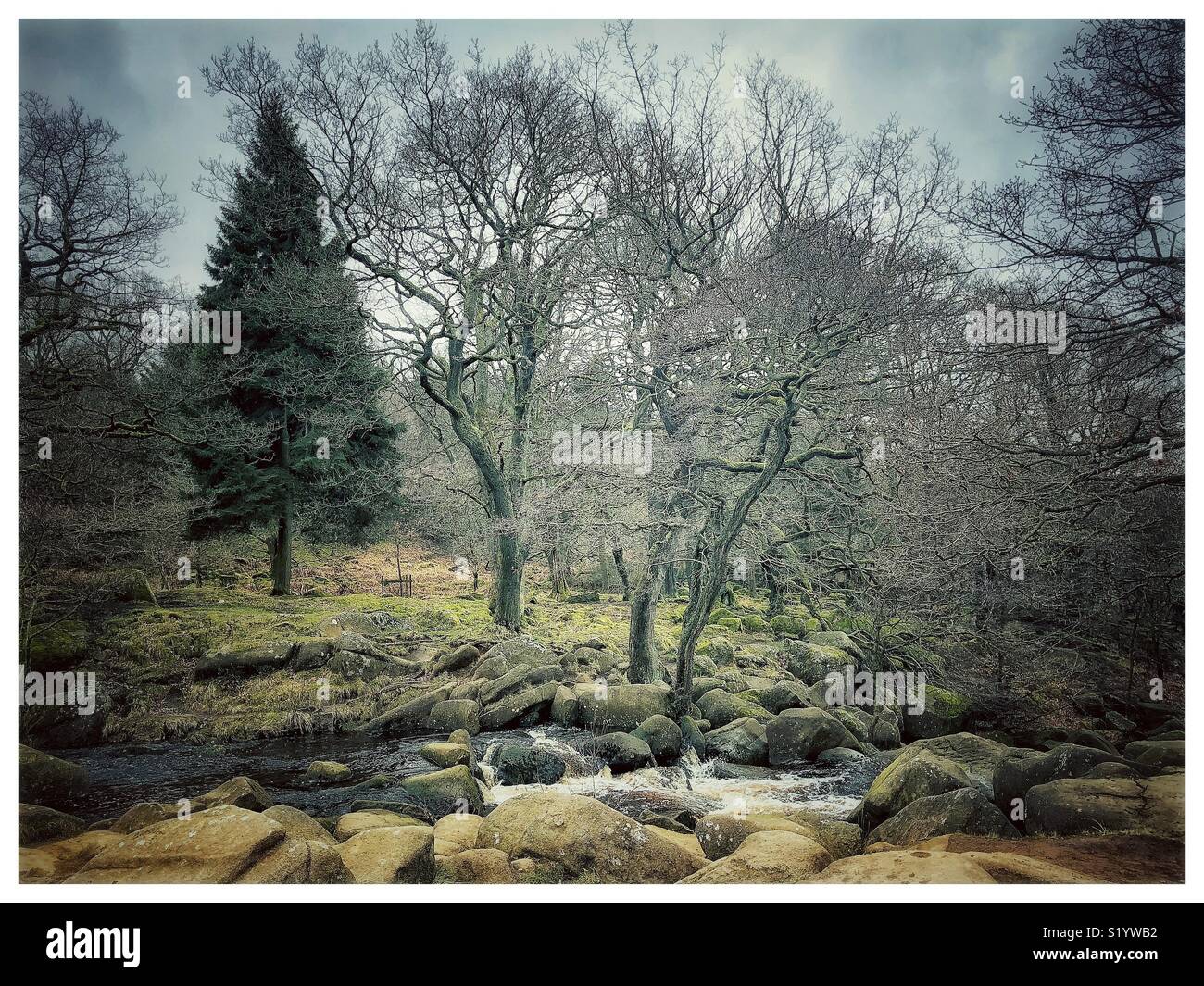 Deciduous and evergreen trees hi-res stock photography and images - Alamy