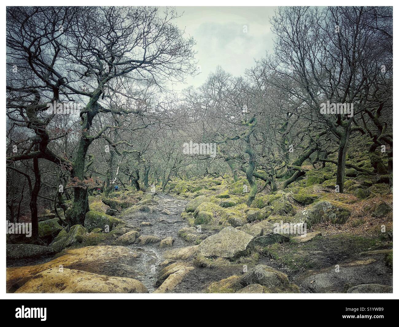 Forest peak district hi-res stock photography and images - Alamy
