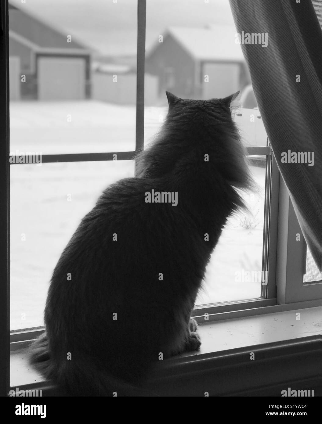 Cat in a window Stock Photo - Alamy