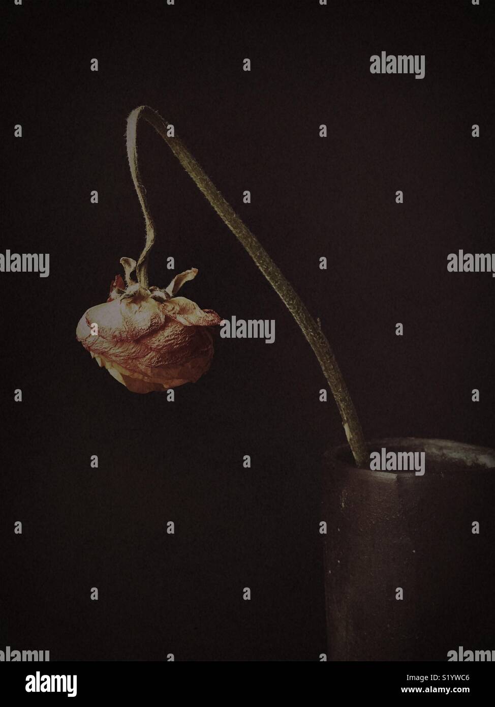 One drooping flower hi-res stock photography and images - Alamy