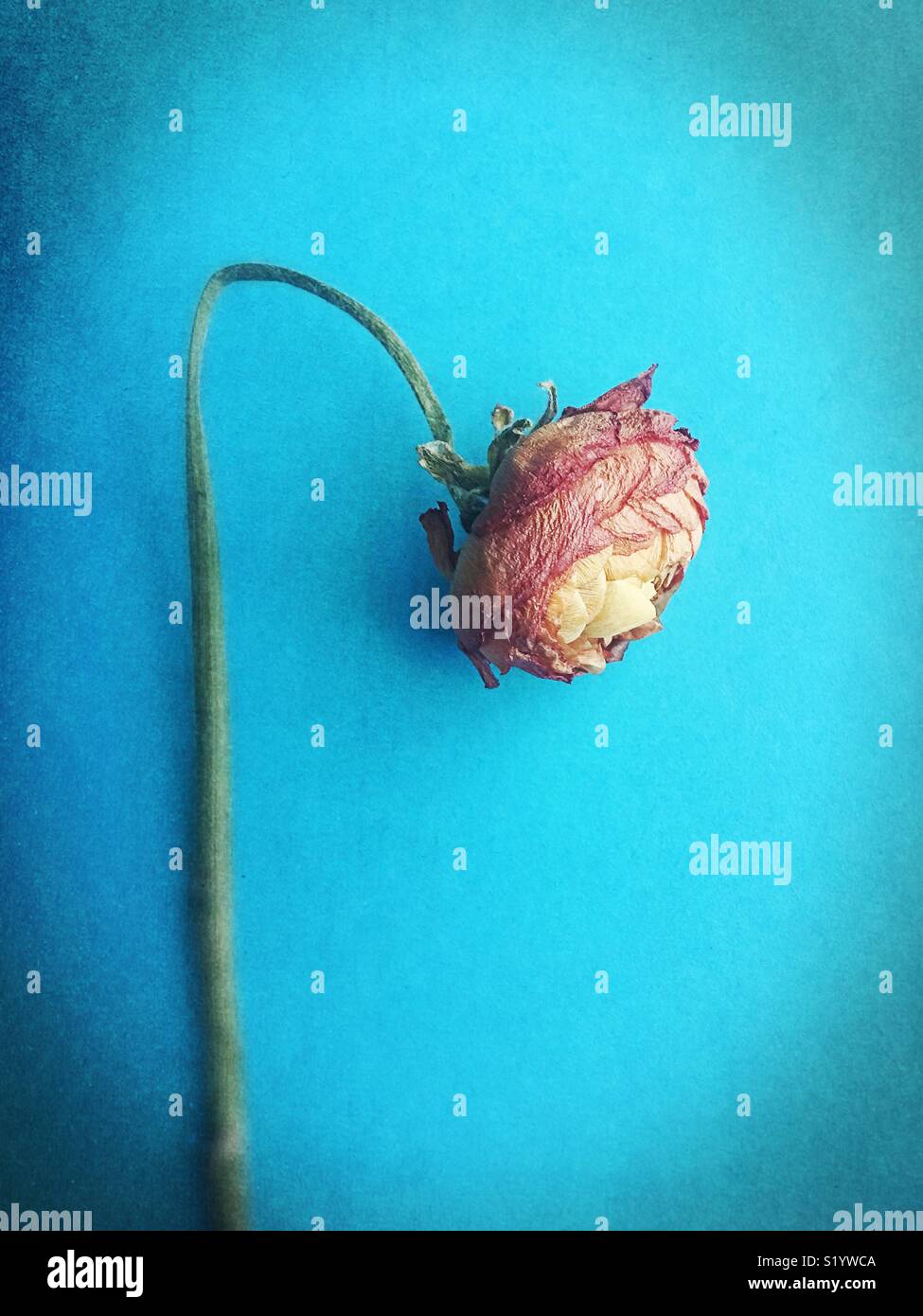 Single flower drooping hi-res stock photography and images - Alamy