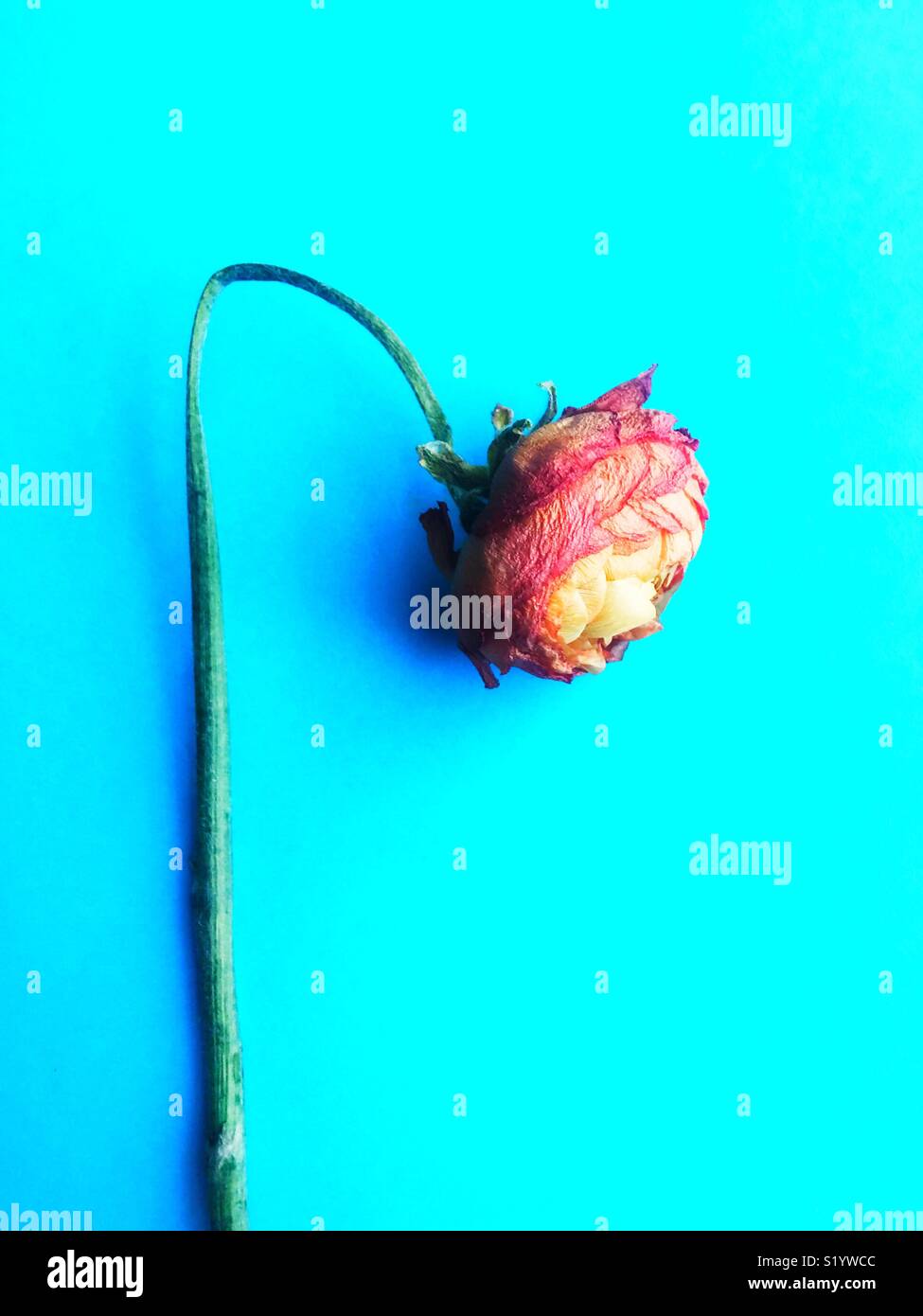 One drooping flower hi-res stock photography and images - Alamy