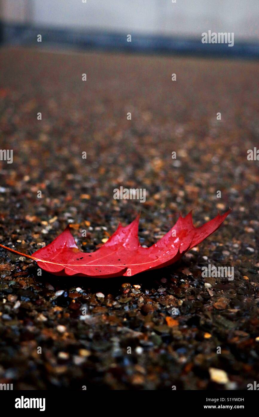 Lone Leaf High Resolution Stock Photography and Images - Alamy