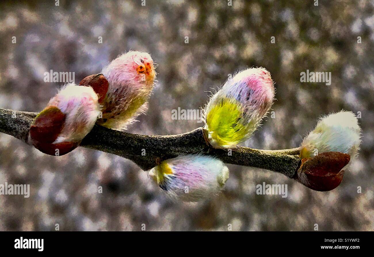 Life emerging hi-res stock photography and images - Alamy