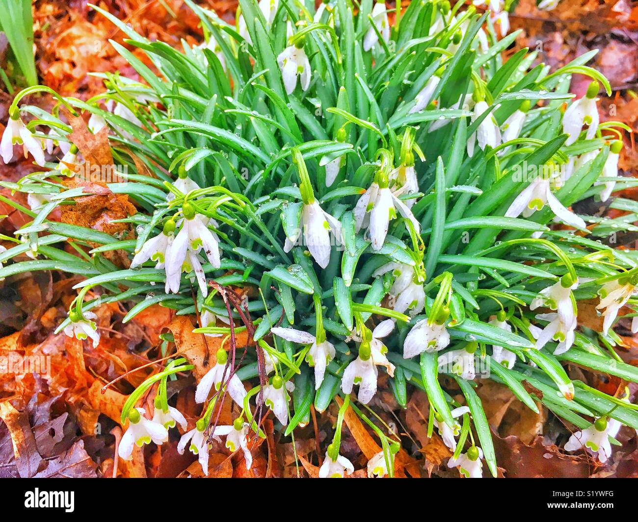 Galanthus plants hi-res stock photography and images - Alamy